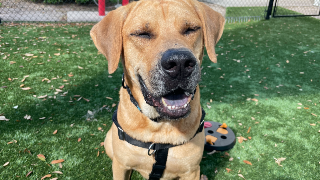 August DeVoe Subaru Dog of the Month: Billy Joe | Patty Baker Humane ...